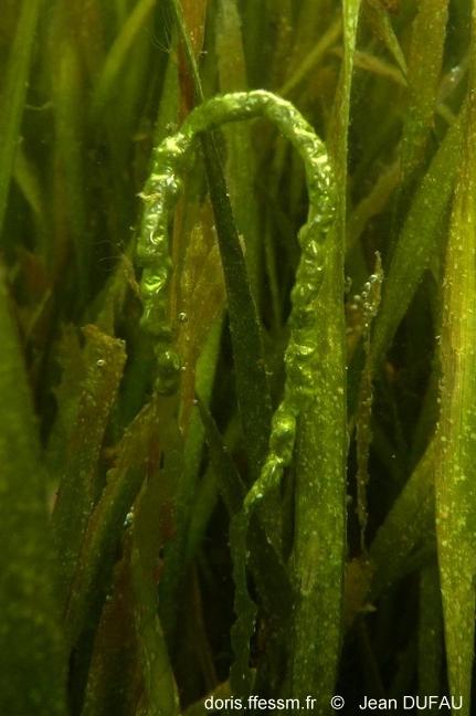 Ulva sp. groupe intestinalis | DORIS