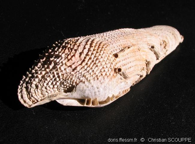 Pholas dactylus | DORIS