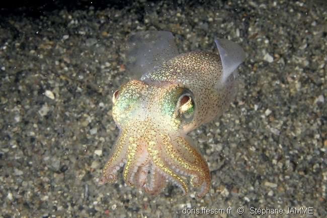 Sepiola rondeletii | DORIS