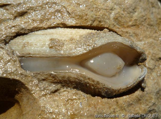 Pholas dactylus | DORIS