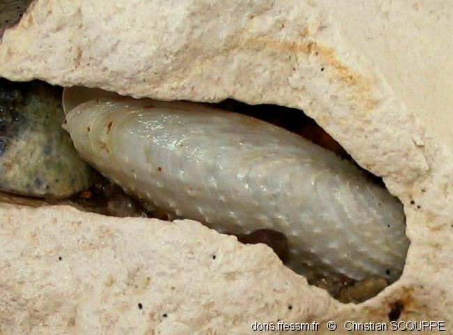 Barnea candida | DORIS