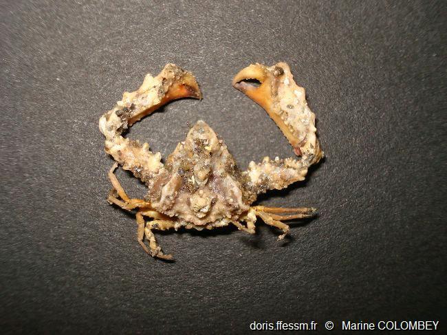 Parthenopoides massena | DORIS