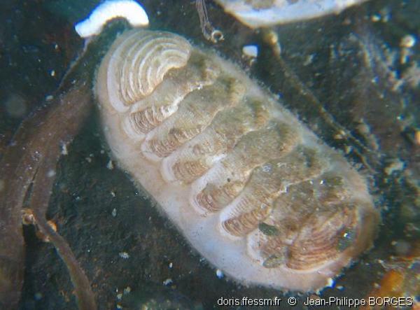 Lepidopleurus cajetanus | DORIS