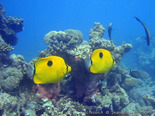 Chaetodon interruptus | DORIS