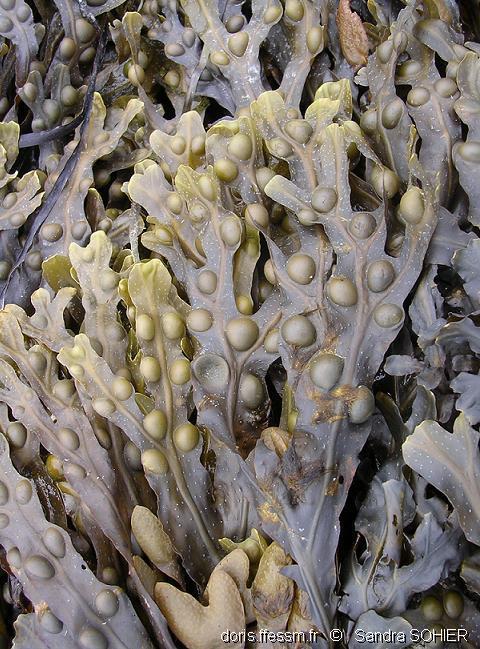 cycle de développement de fucus vesiculosus