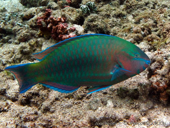 Scarus psittacus | DORIS