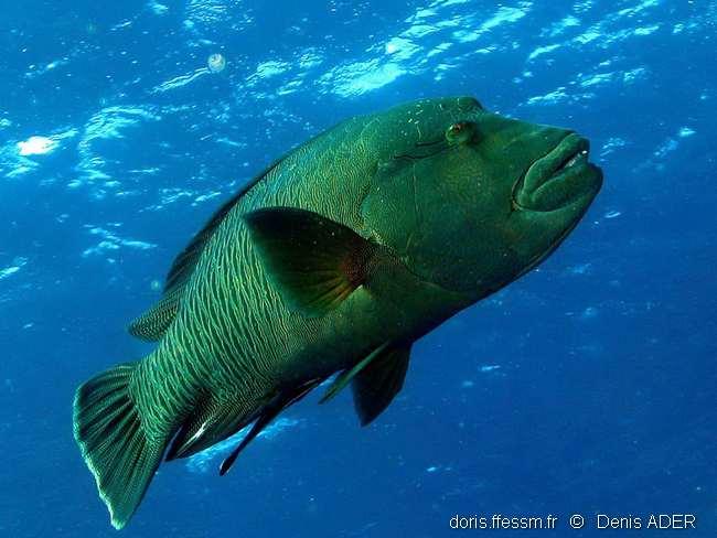 Cheilinus undulatus | DORIS