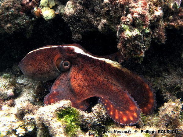 Octopus cyanea | DORIS