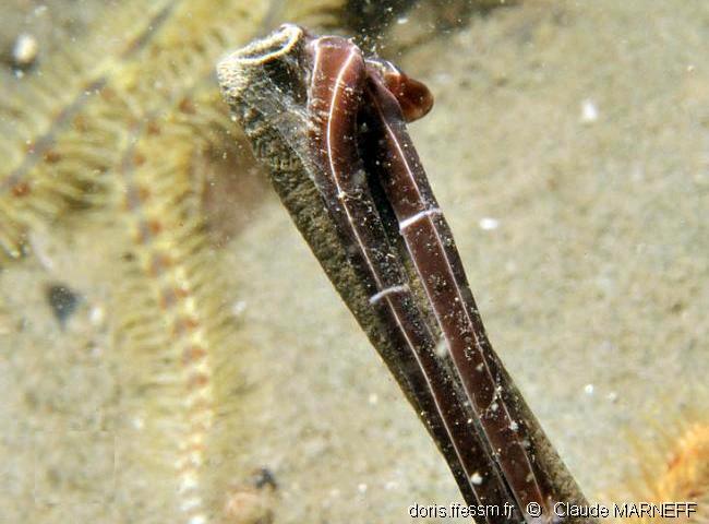 Tubulanus superbus | DORIS