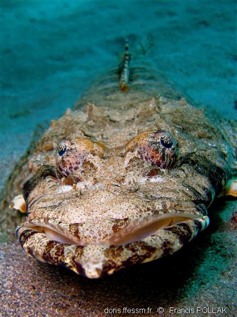 Papilloculiceps longiceps | DORIS