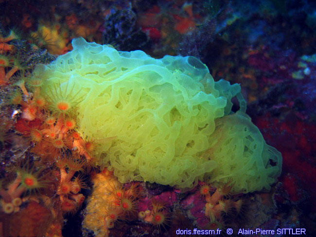 Clathrina clathrus | DORIS