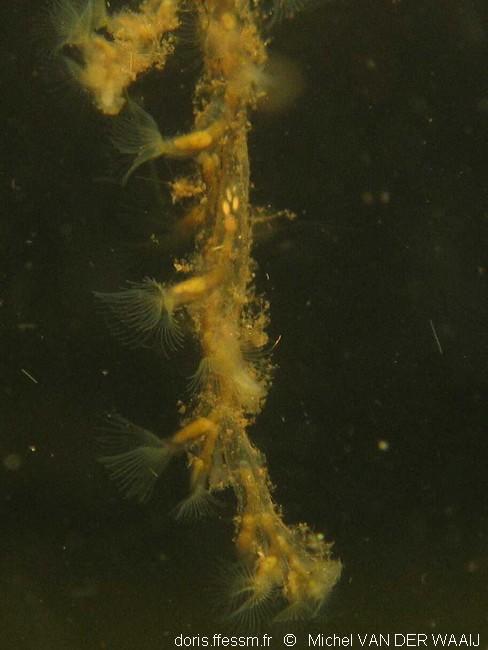 Plumatella repens | DORIS