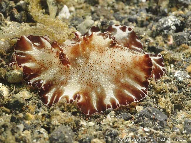 Discodoris boholiensis | DORIS