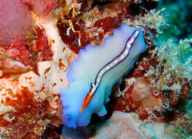 Pseudoceros bifurcus | DORIS