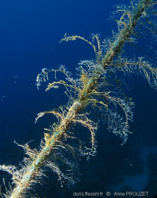 Pennaria disticha | DORIS