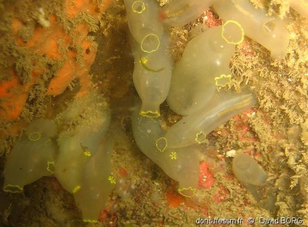 Ciona intestinalis | DORIS