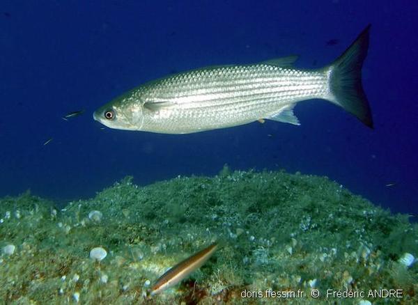 Chelon labrosus | DORIS