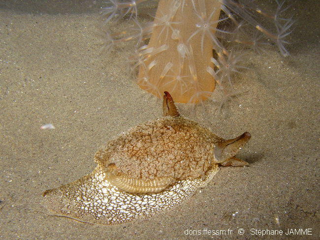 Pleurobranchaea meckeli | DORIS