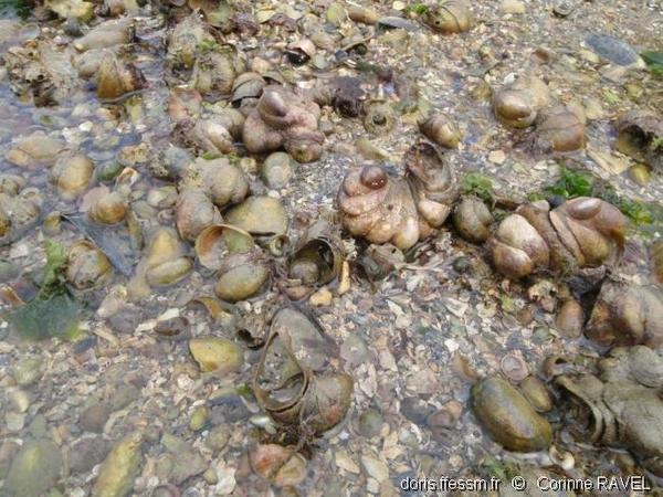Crepidula fornicata | DORIS