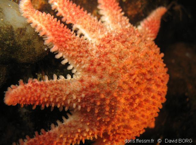 Crossaster papposus | DORIS