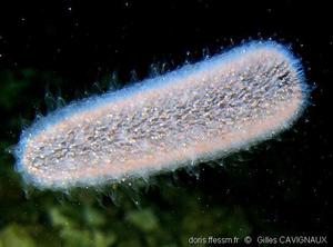 Pyrosoma atlanticum | DORIS