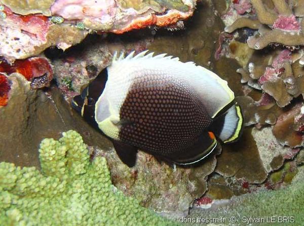 Chaetodon reticulatus | DORIS