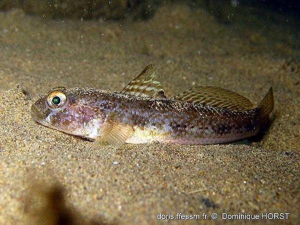 Gobius niger | DORIS