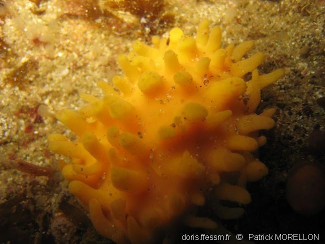 Polymastia boletiformis | DORIS