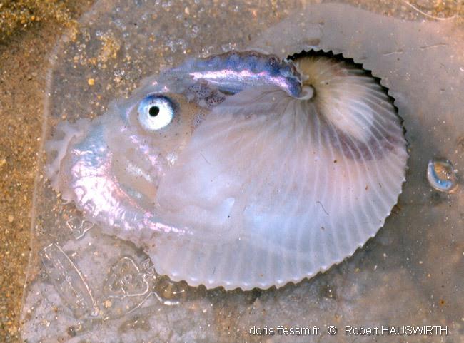 Argonauta argo | DORIS