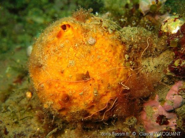 Tethya aurantium | DORIS