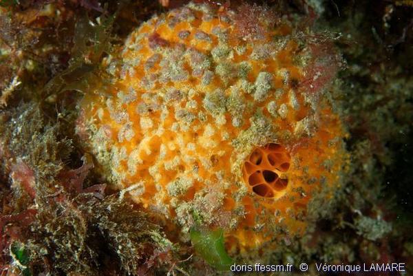 Tethya citrina | DORIS