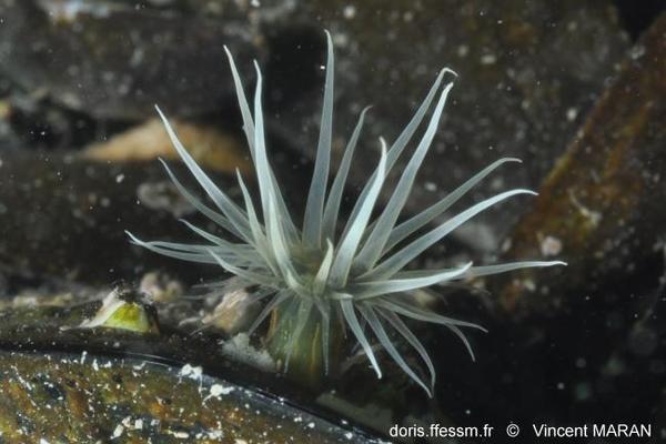 Diadumene lineata | DORIS