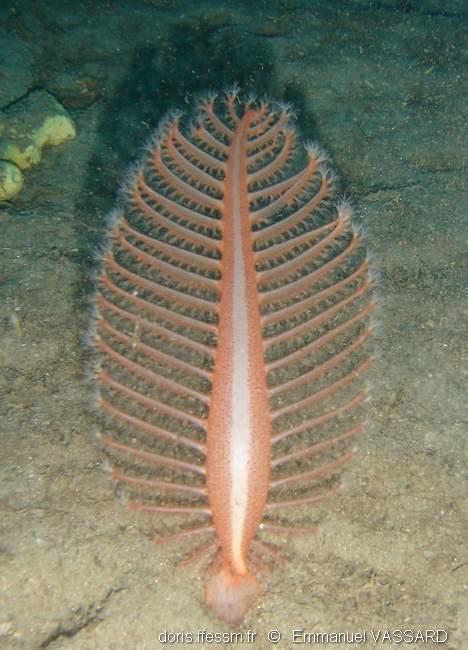 Pennatula rubra | DORIS