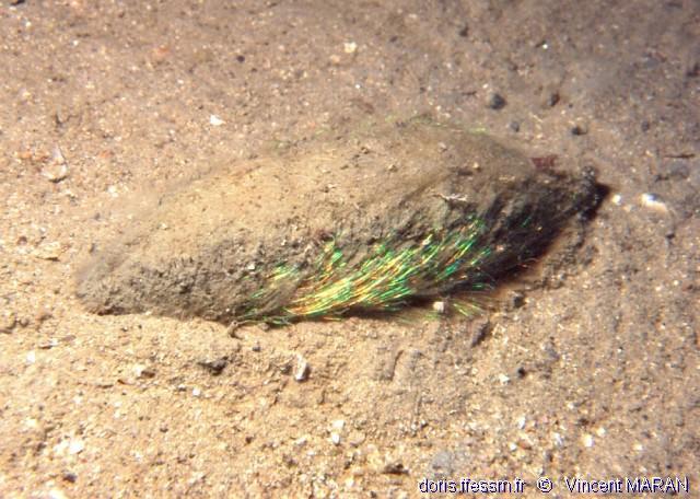 Aphrodita aculeata | DORIS
