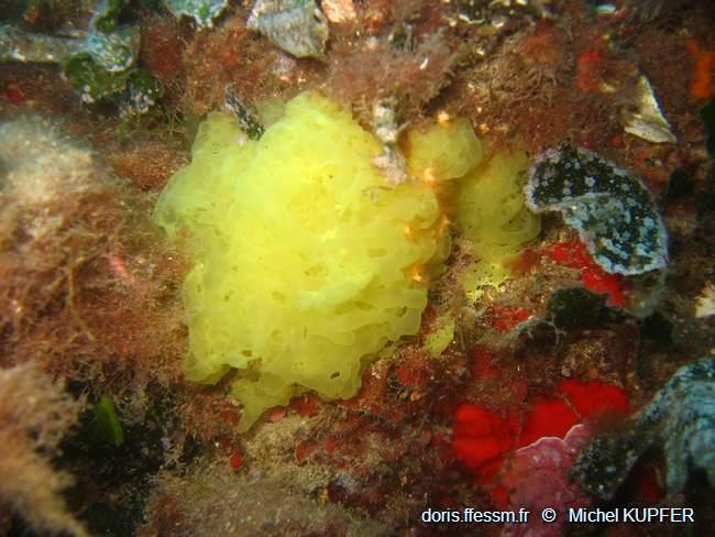 Clathrina clathrus | DORIS