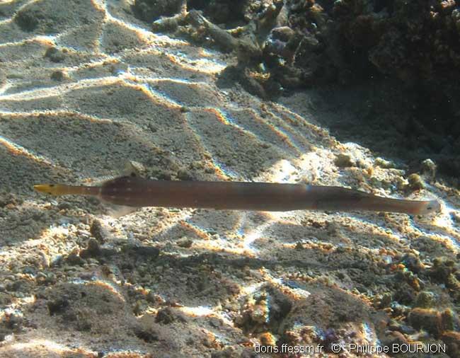Aulostomus chinensis | DORIS