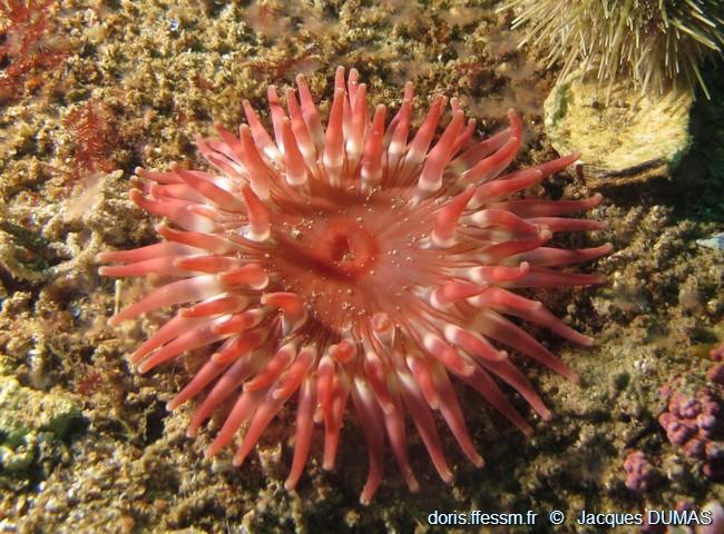 Urticina crassicornis | DORIS
