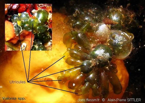 Utricule | Glossaire DORIS
