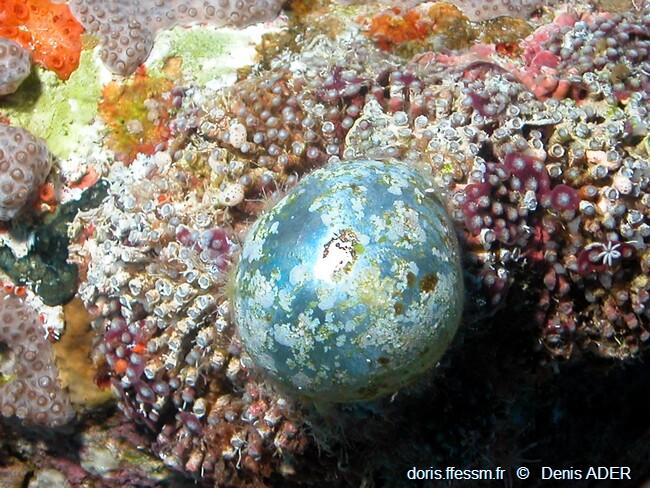 Valonia ventricosa | DORIS