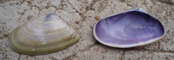 Donax trunculus | DORIS