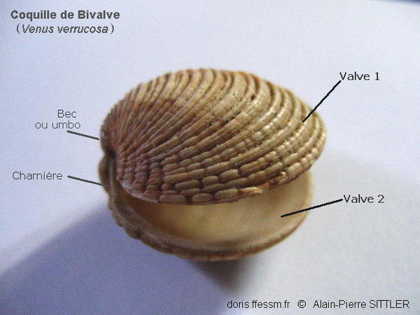 Valve | Glossaire DORIS