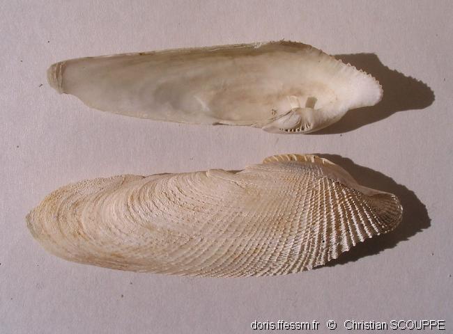 Pholas dactylus | DORIS