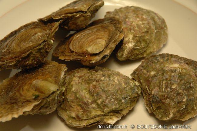 Ostrea edulis | DORIS