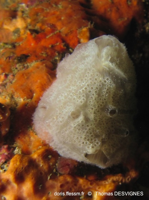 Aplidium elegans | DORIS