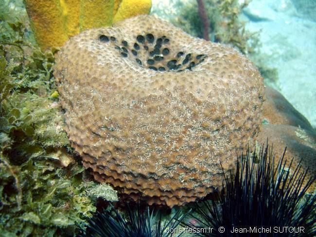 Ircinia spp. | DORIS