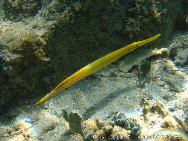 Aulostomus maculatus | DORIS