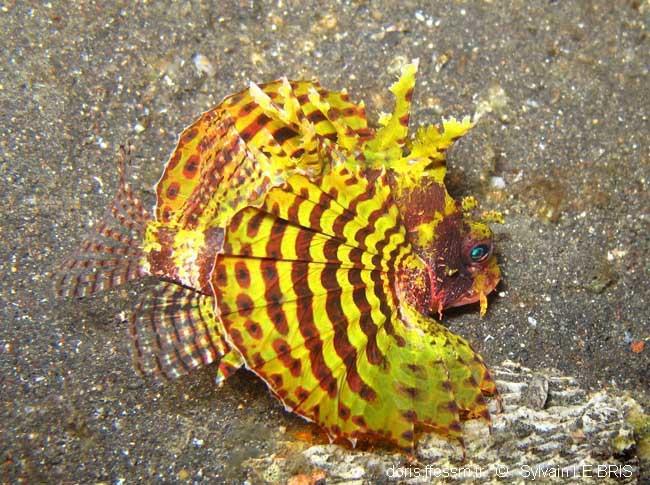 Dendrochirus brachypterus | DORIS