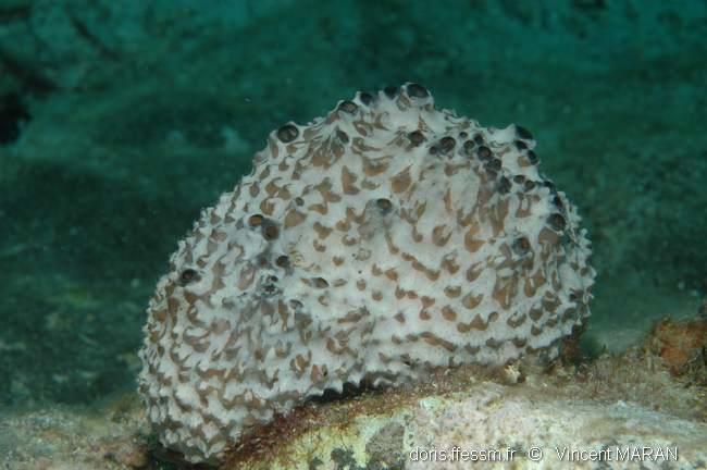 Ircinia spp. | DORIS