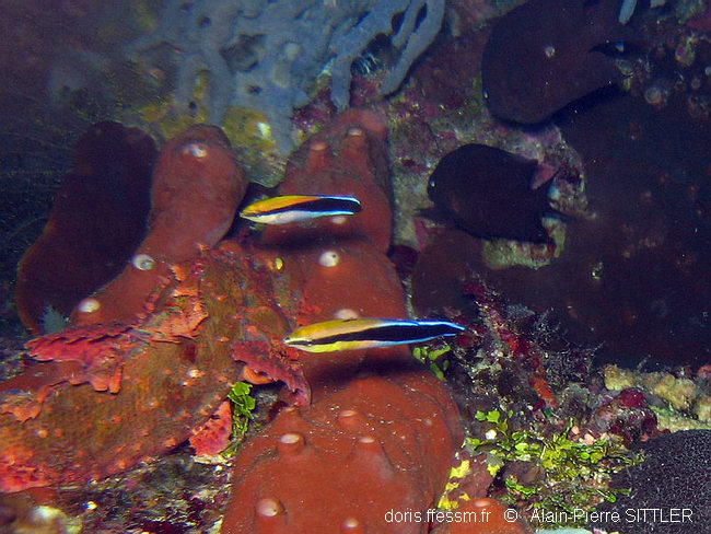 Labroides dimidiatus | DORIS