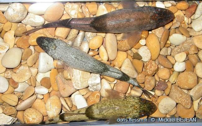 Zingel asper | DORIS